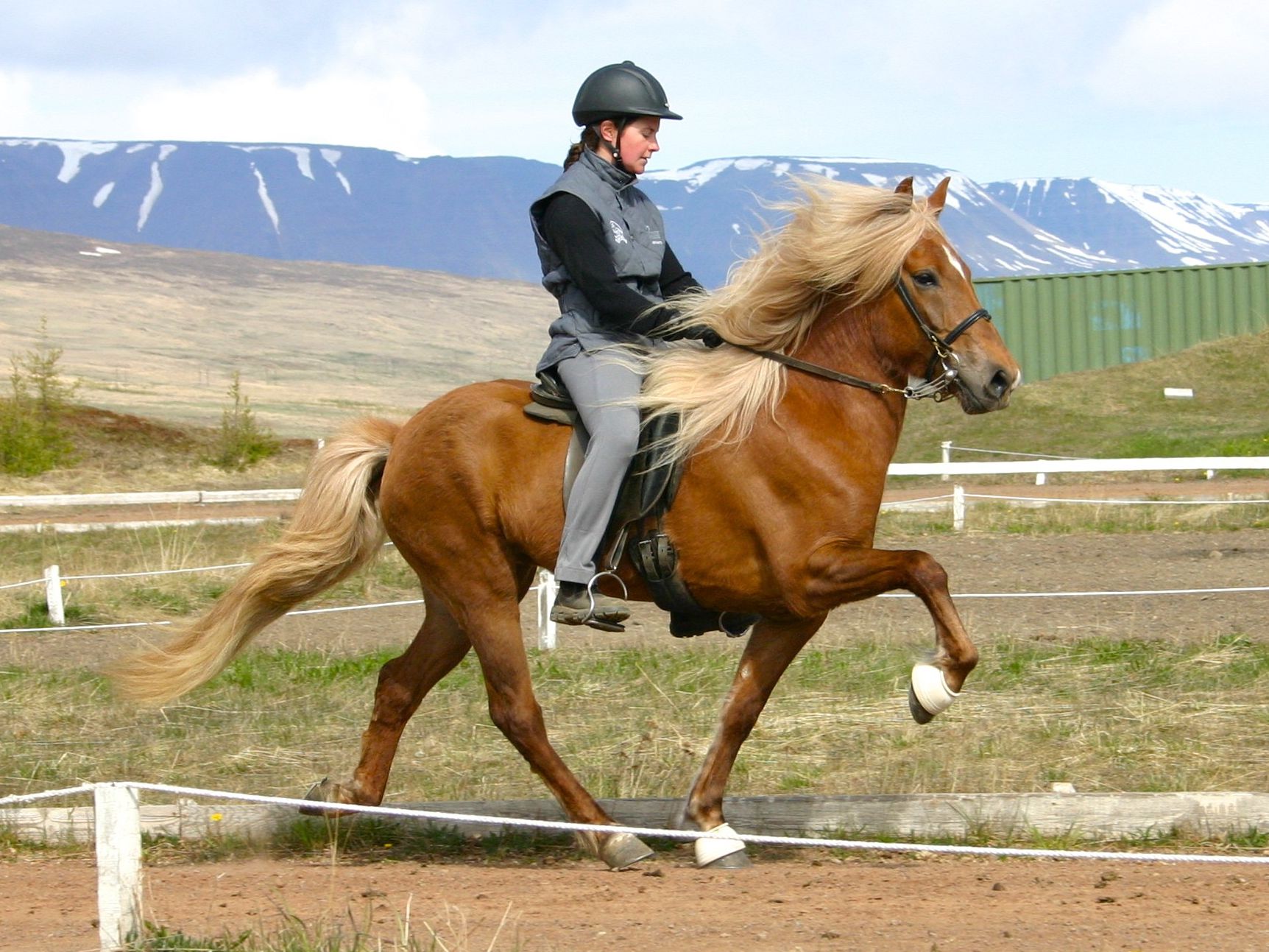 Horse rearing — Saurbær