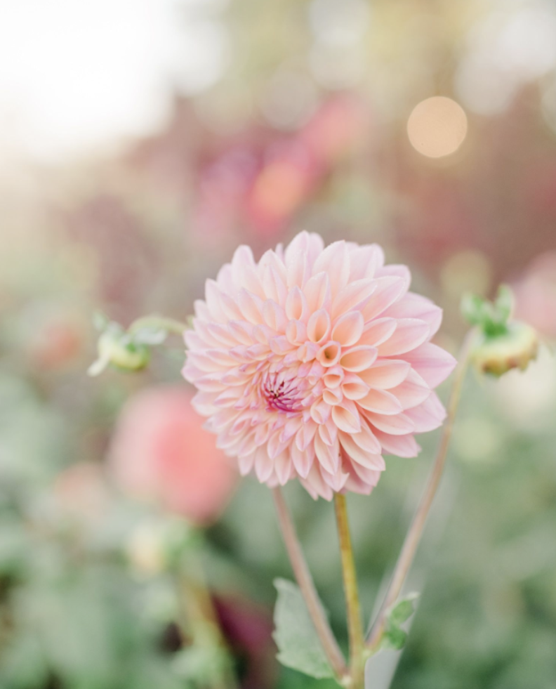 Upcoming Events At Hope Flower Farm & Winery | Hope Flower Farm