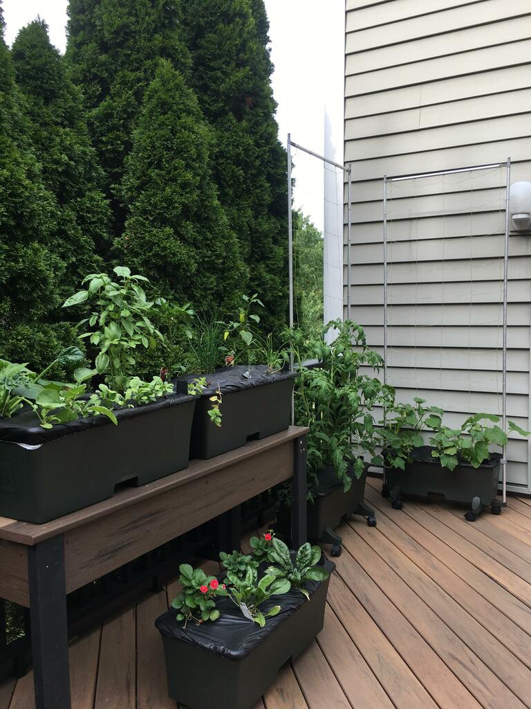 Indoor Container Vegetable Garden