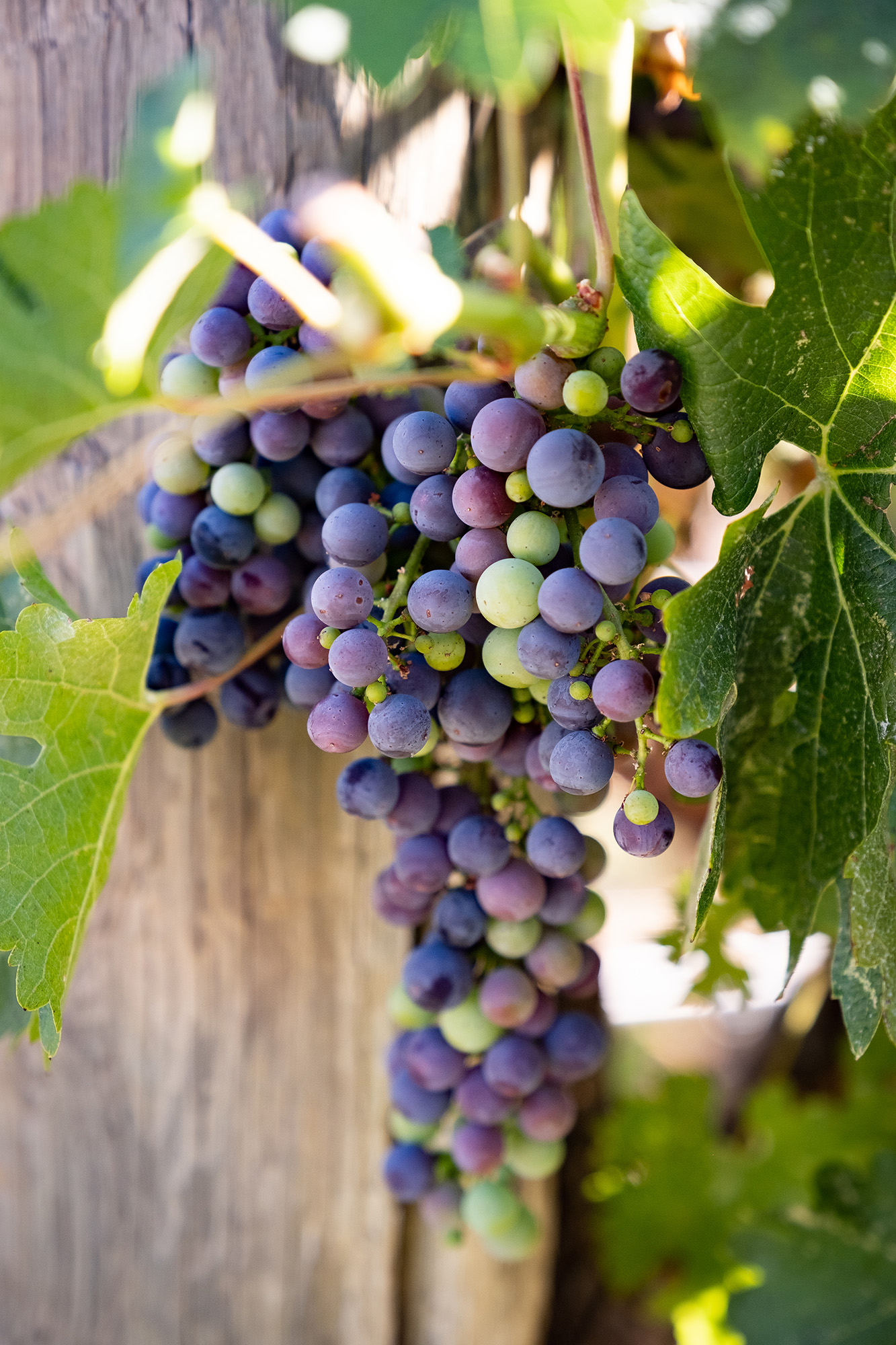 Our HALL Photo Gallery | Napa Valley | HALL Wines