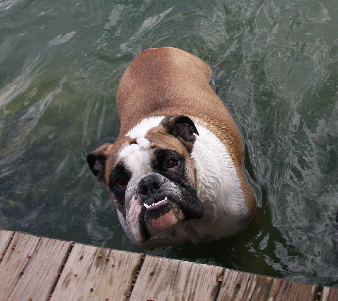 Life On Kloubec Koi Farm