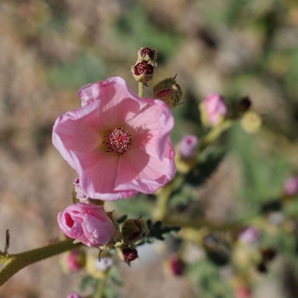 PLACES IN FOUNTAIN HILLS