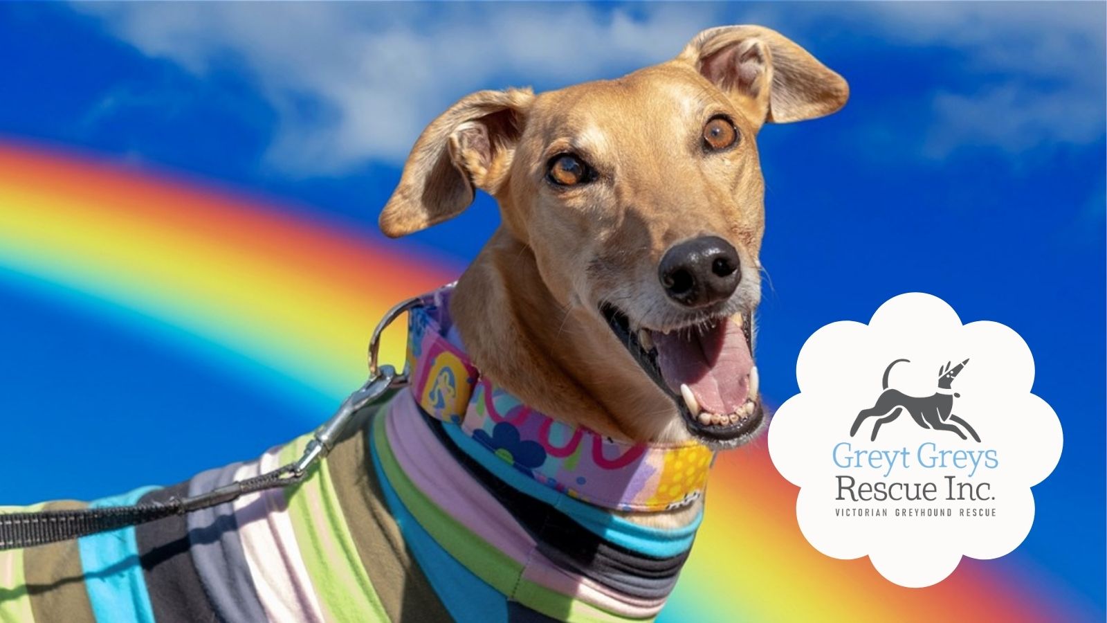 Greyhound Events – Long Dog Club