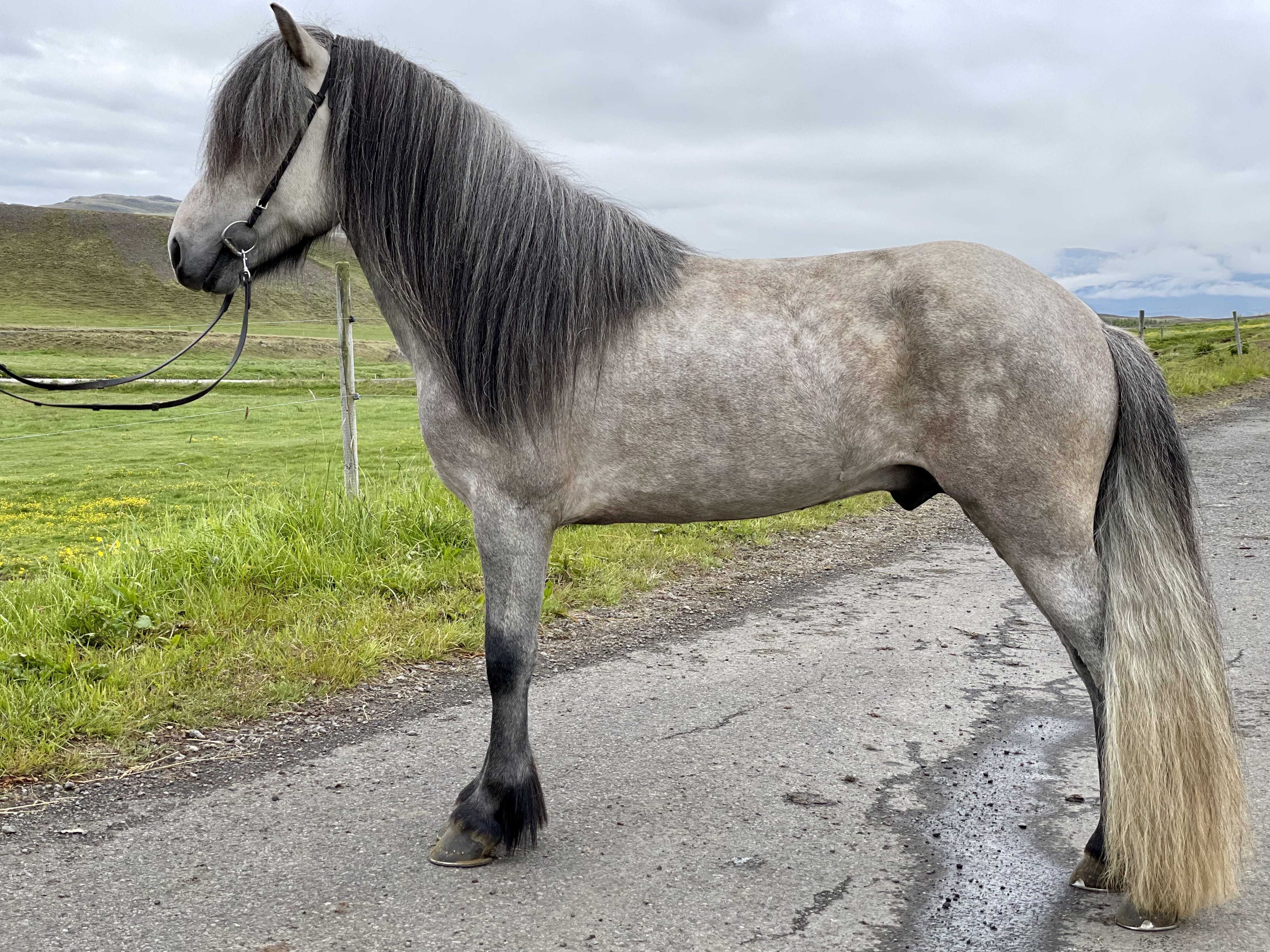 Horse rearing — Saurbær
